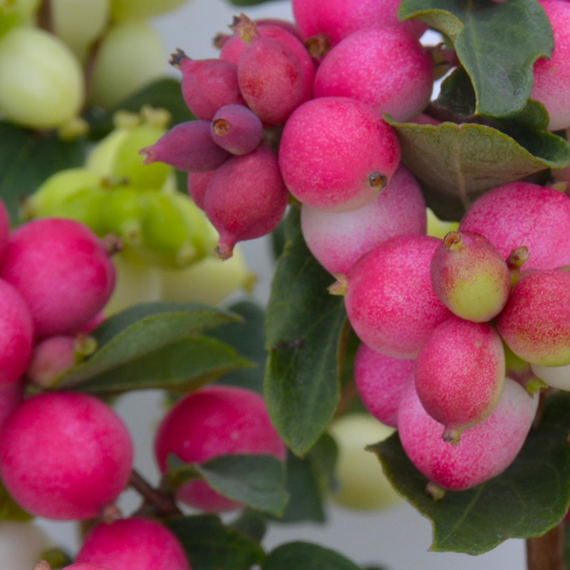 SYMPHORICARPOS - Agriom