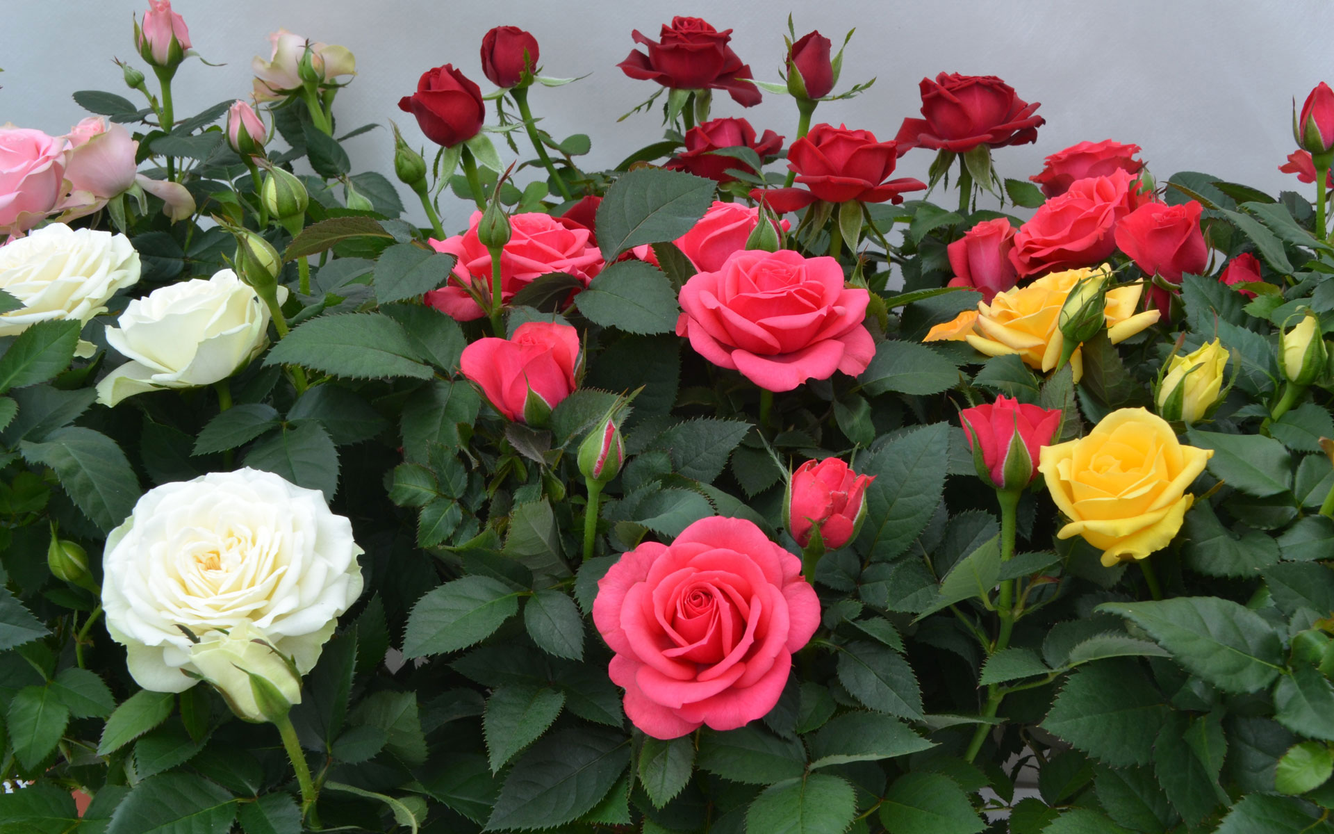 DIFFERENCE ROSES INTRODUCES NEW WEBSITE POTROSES - Agriom