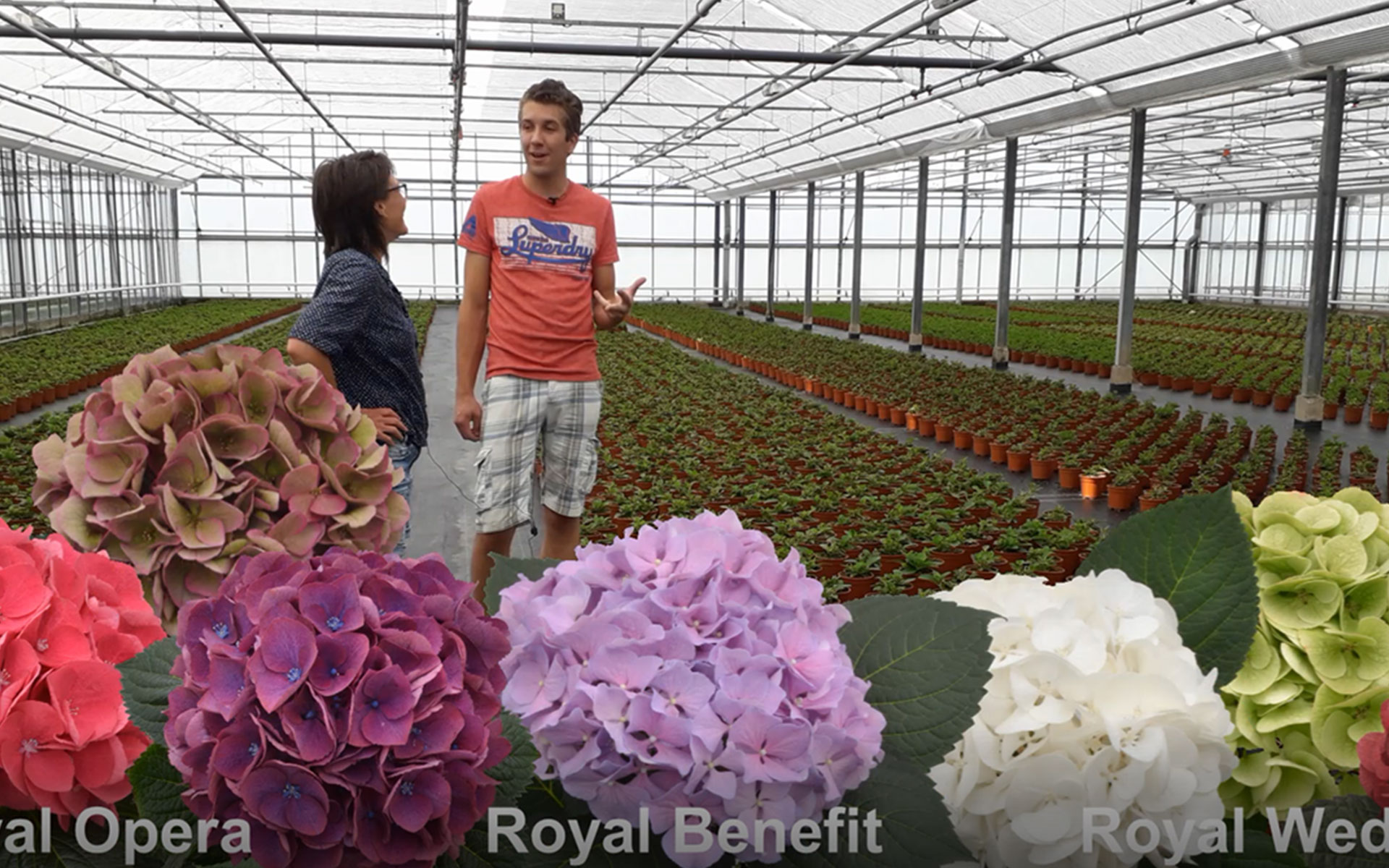 PRODUCTION HYDRANGEA YOUNG PLANTS AND VISIT TEST LOCATION - Agriom