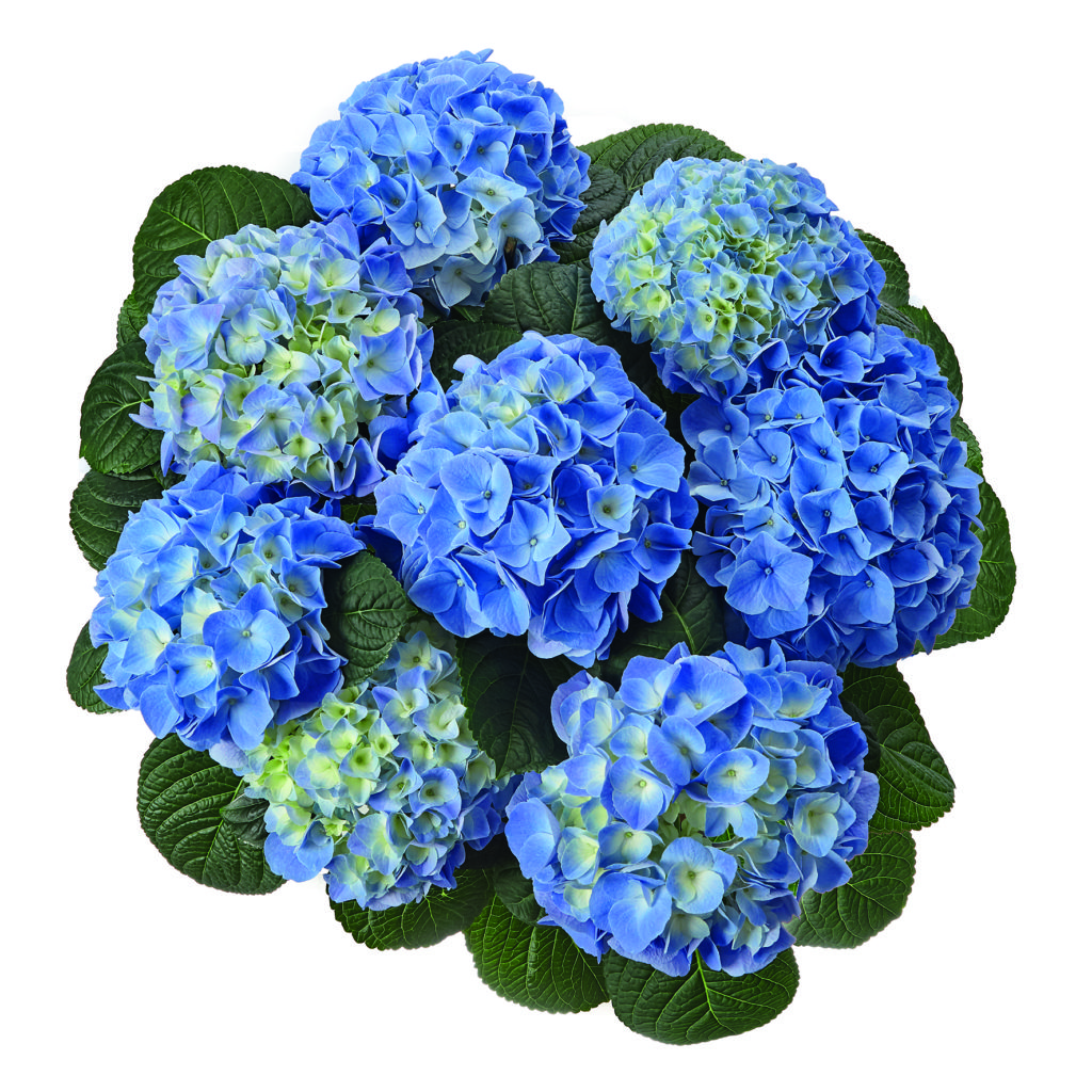 NEW POT HYDRANGEAS FROM BREEDER HBA AT IPM ESSEN - Agriom