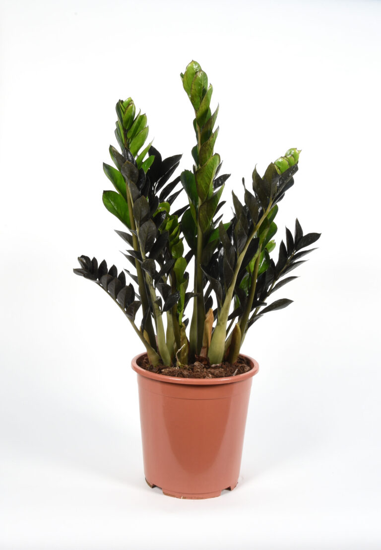 SPECTACULAR ZAMIOCULCAS SELECTIONS ON WWW.ZAMIOSPECIALTIES.COM - Agriom