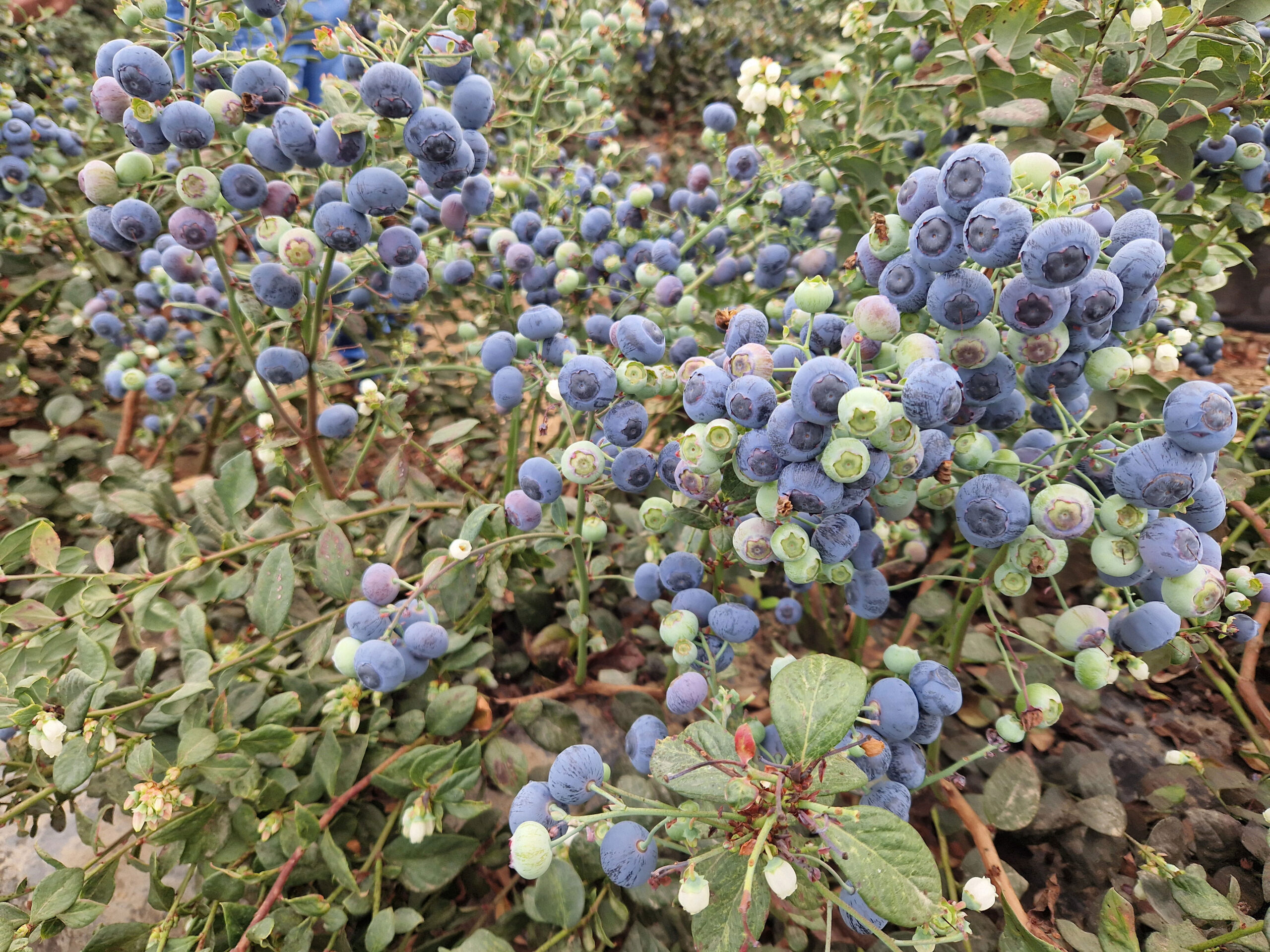SHARING CULTIVATION TECHNIQUES IN BLUEBERRY FARMING - Agriom